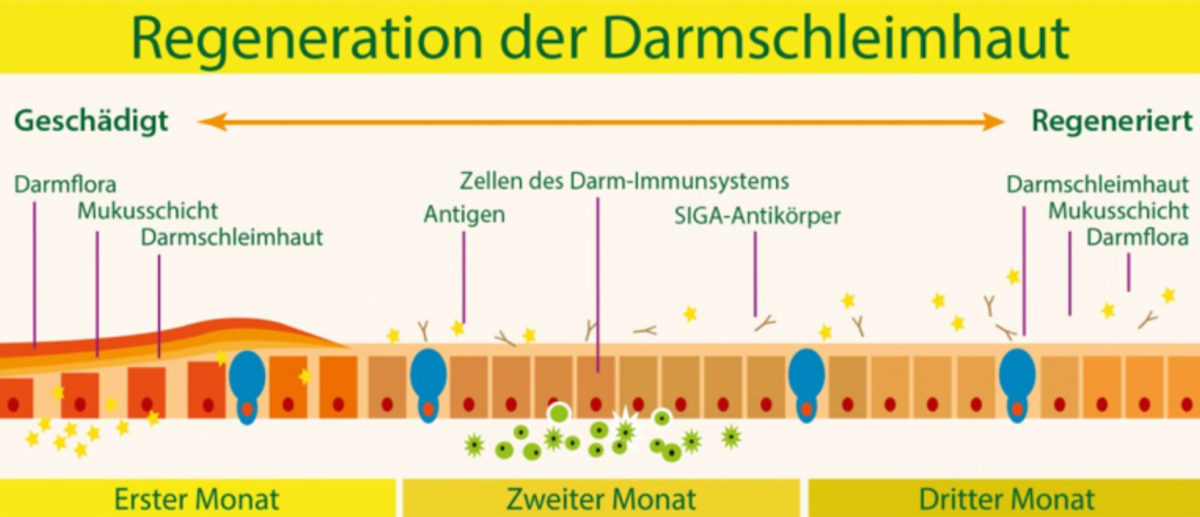 Funktion, Gesunderhaltung und Krankheitsrisiken rund um den Darm ...
